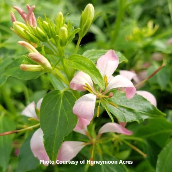 Cleome Archives : Honeymoon Acres Greenhouse