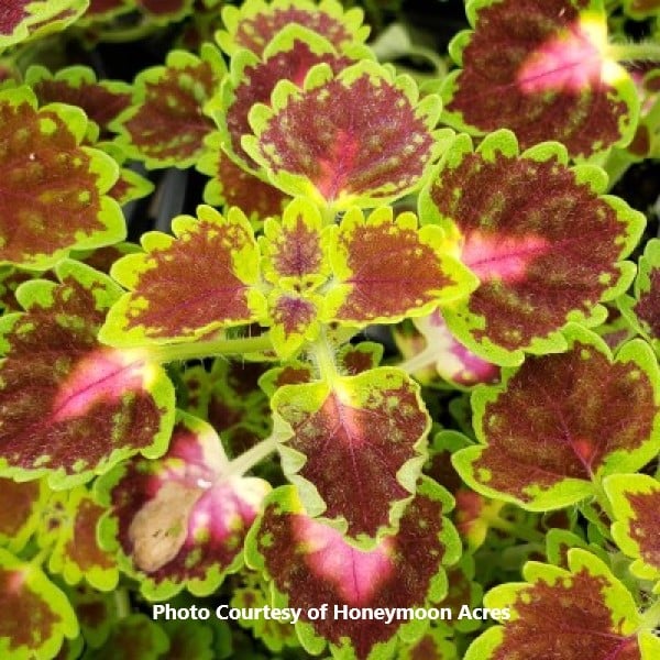 Full Sun Coleus Archives : Honeymoon Acres Greenhouse