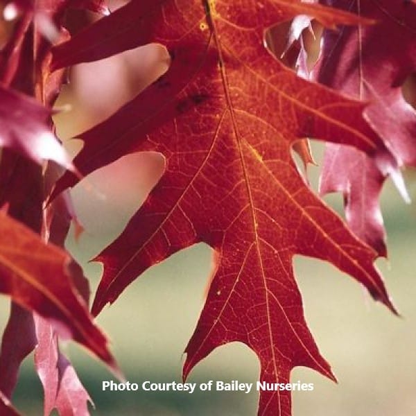 Oak Tree Archives : Honeymoon Acres Greenhouse