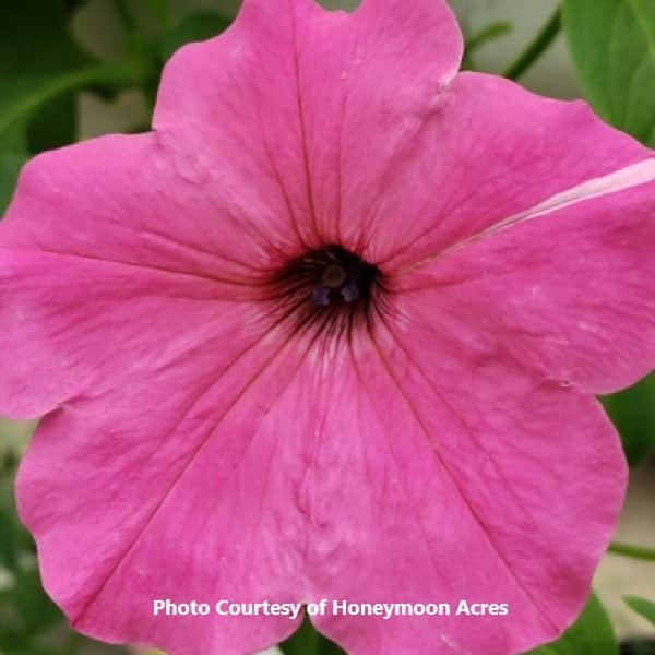 Petunia Archives : Honeymoon Acres Greenhouse