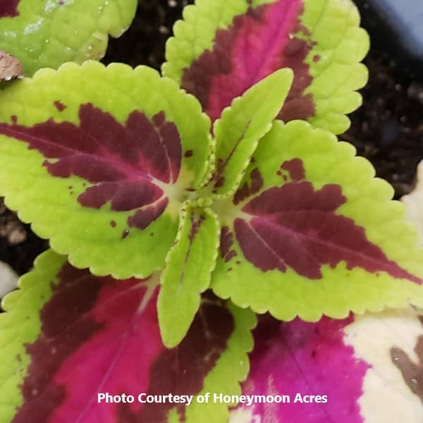 Full Sun Coleus Archives : Honeymoon Acres Greenhouse