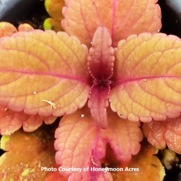 Coleus 'Main Street Sunset Boulevard' : Honeymoon Acres Greenhouse