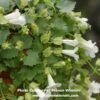 Lophospermum 'Lofos Compact White' : Honeymoon Acres Greenhouse