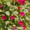Lophospermum 'Lofos Compact Rose' : Honeymoon Acres Greenhouse