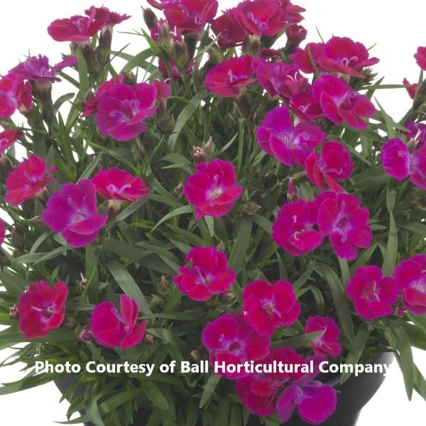 Dianthus (Sweet Williams) Archives : Honeymoon Acres Greenhouse