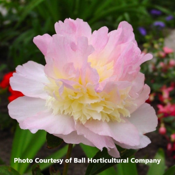 Paeonia 'Raspberry Sundae' : Honeymoon Acres Greenhouse