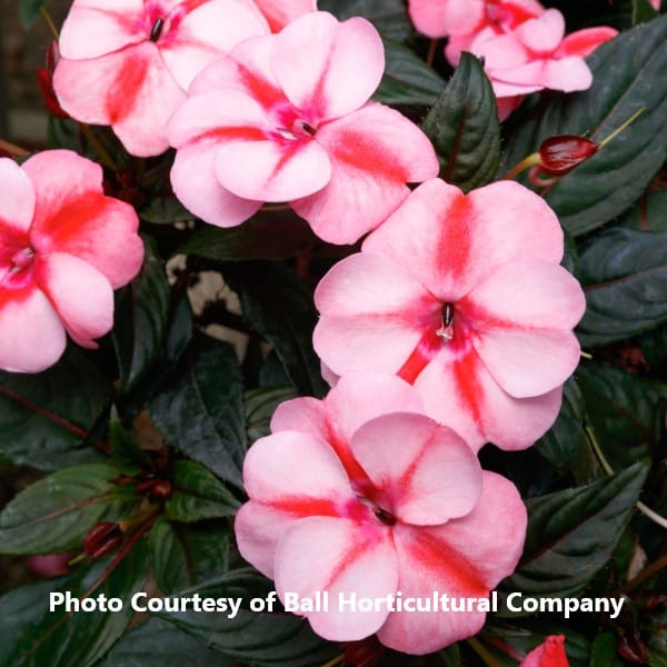 Vigorous Archives : Honeymoon Acres Greenhouse