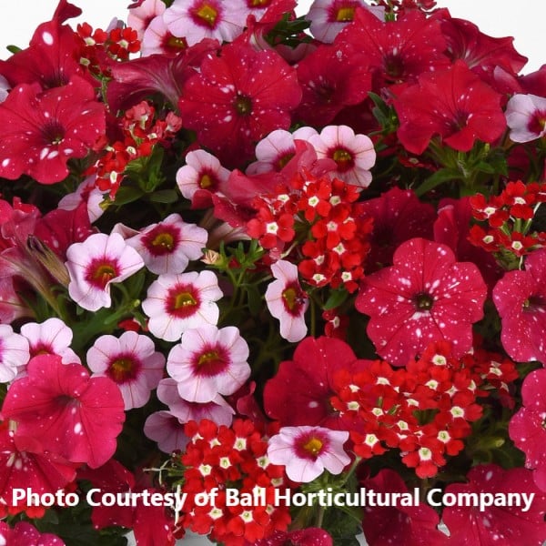 Trixi 'Romance in Bloom' : Honeymoon Acres Greenhouse
