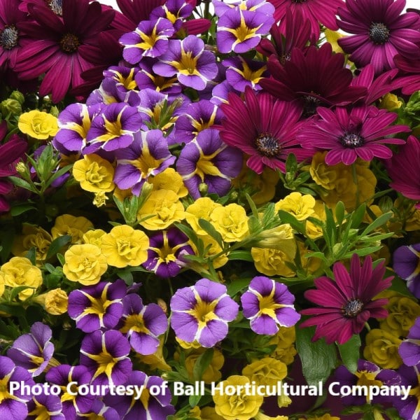 Trixi 'Popular Demand' : Honeymoon Acres Greenhouse