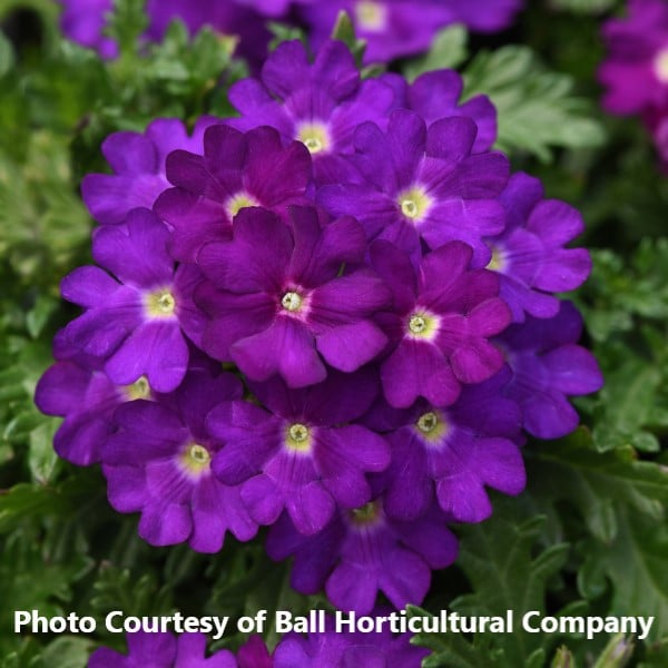 Verbena Archives : Honeymoon Acres Greenhouse