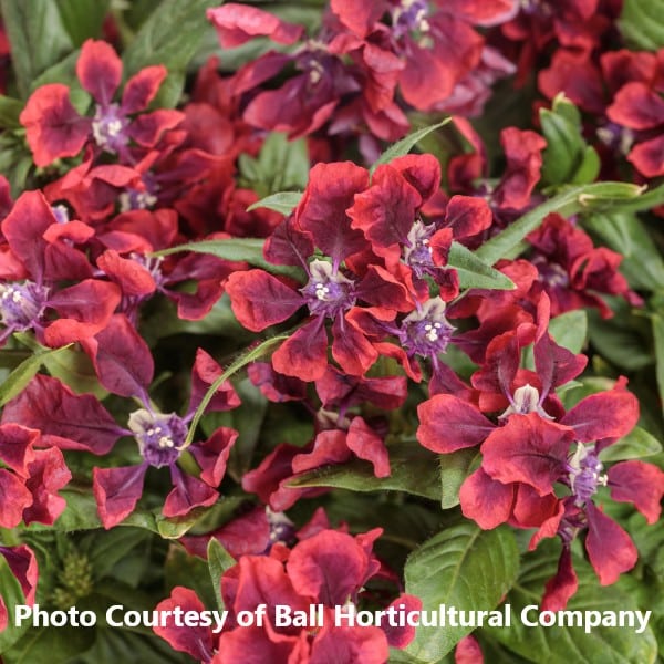 Cuphea 'Totally Temptation Richly Red' : Honeymoon Acres Greenhouse