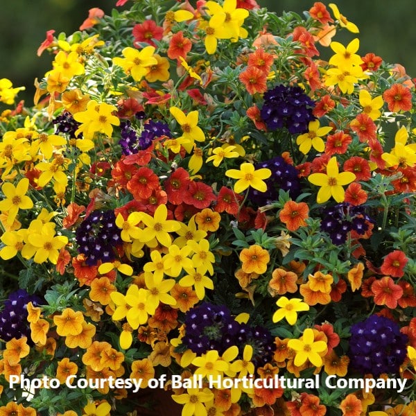 Mixmasters 'Santa Fe Sunset' : Honeymoon Acres Greenhouse