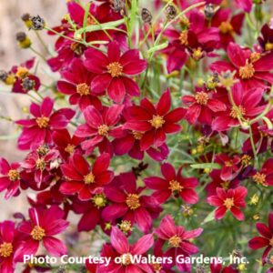 Coreopsis 'Designer Threads Scarlet Ribbons' : Honeymoon Acres Greenhouse