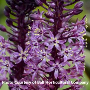 Eucomis Archives : Honeymoon Acres Greenhouse