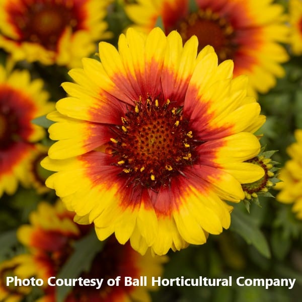 Gaillardia 'Sunrita Yellow Red Ring' : Honeymoon Acres Greenhouse