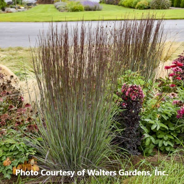 Grass Schizachyrium 'Cinnamon Sticks' : Honeymoon Acres Greenhouse