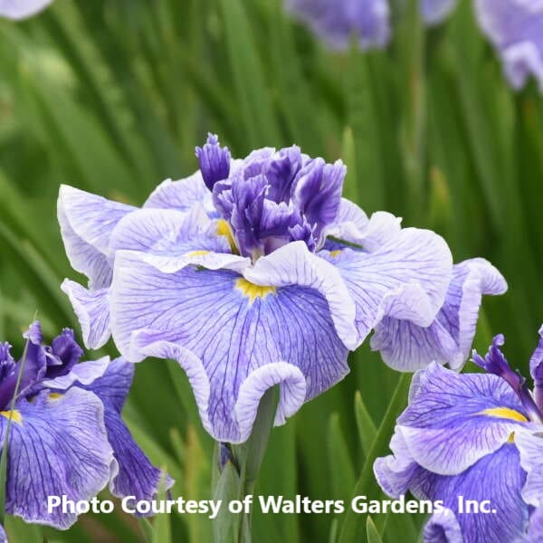 Iris sibirica 'Center of Attention' : Honeymoon Acres Greenhouse