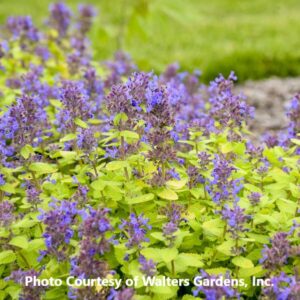 Nepeta (Catmint) Archives : Honeymoon Acres Greenhouse