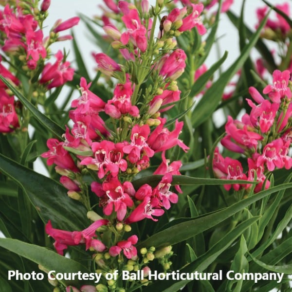 Penstemon 'Rock Candy Ruby' : Honeymoon Acres Greenhouse