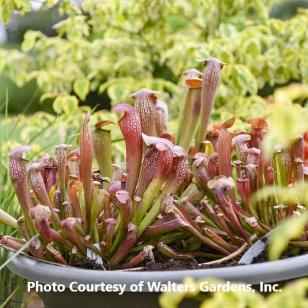 Sarracenia 'Bug Bat' : Honeymoon Acres Greenhouse
